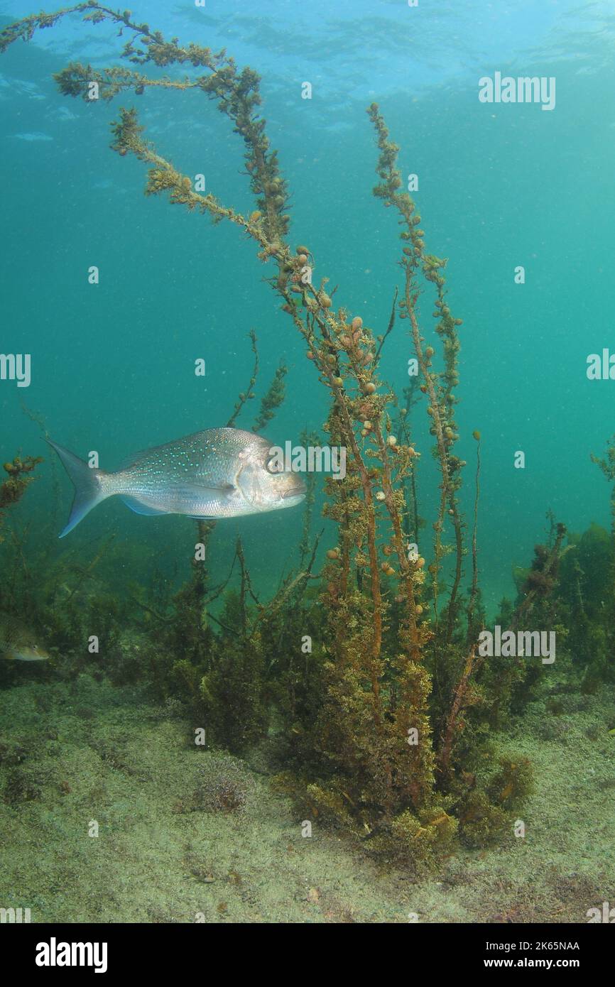 Australasian snapper Pagrus auratus swimming close to brown seaweeds in ...
