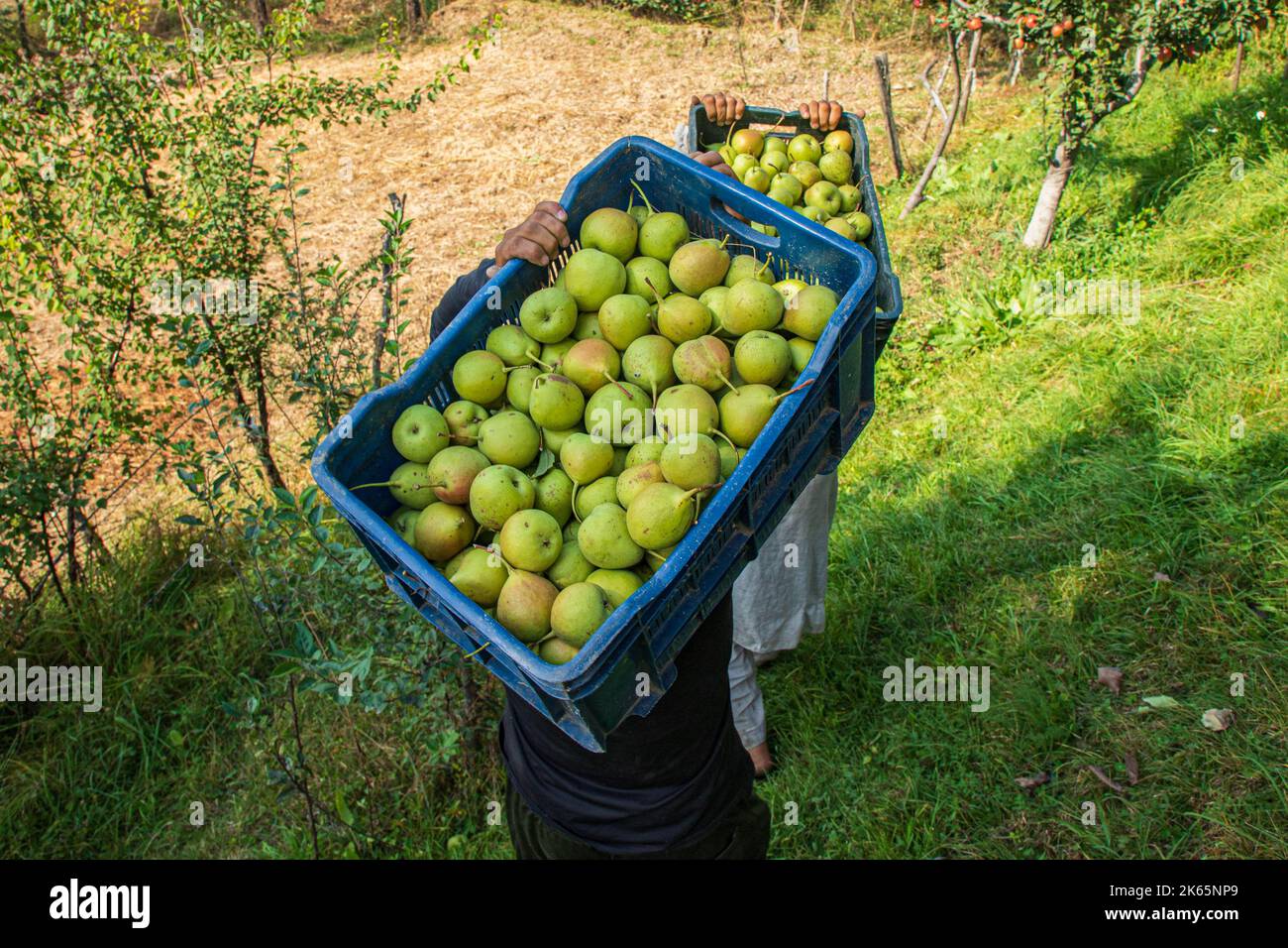 Kashmiri farmers carry pear crates on their shoulders during the ...