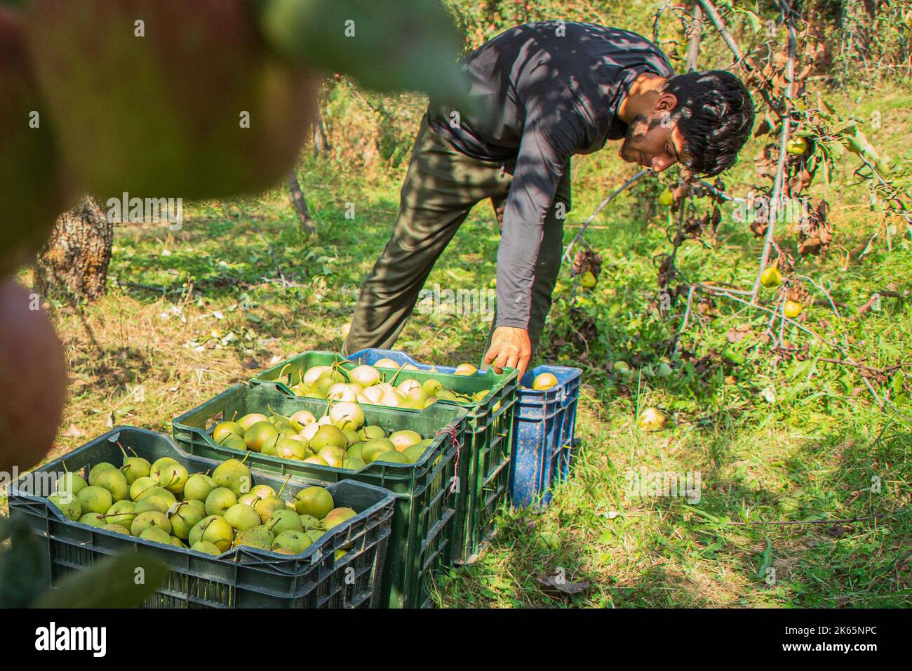 A Kashmiri farmer arranges pear crates at an orchard during the harvest ...