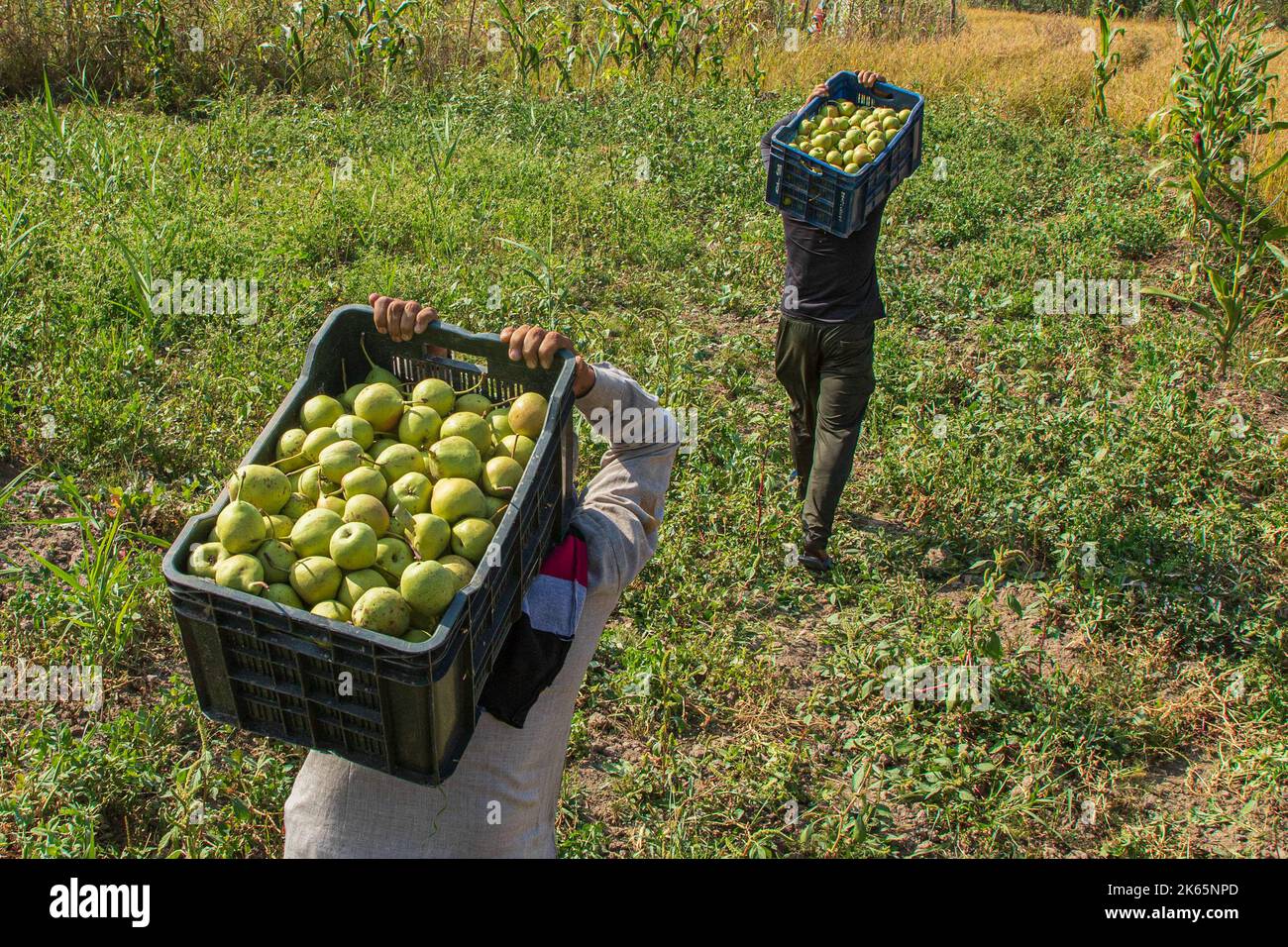 Kashmiri farmers carry pear crates on their shoulders during the ...