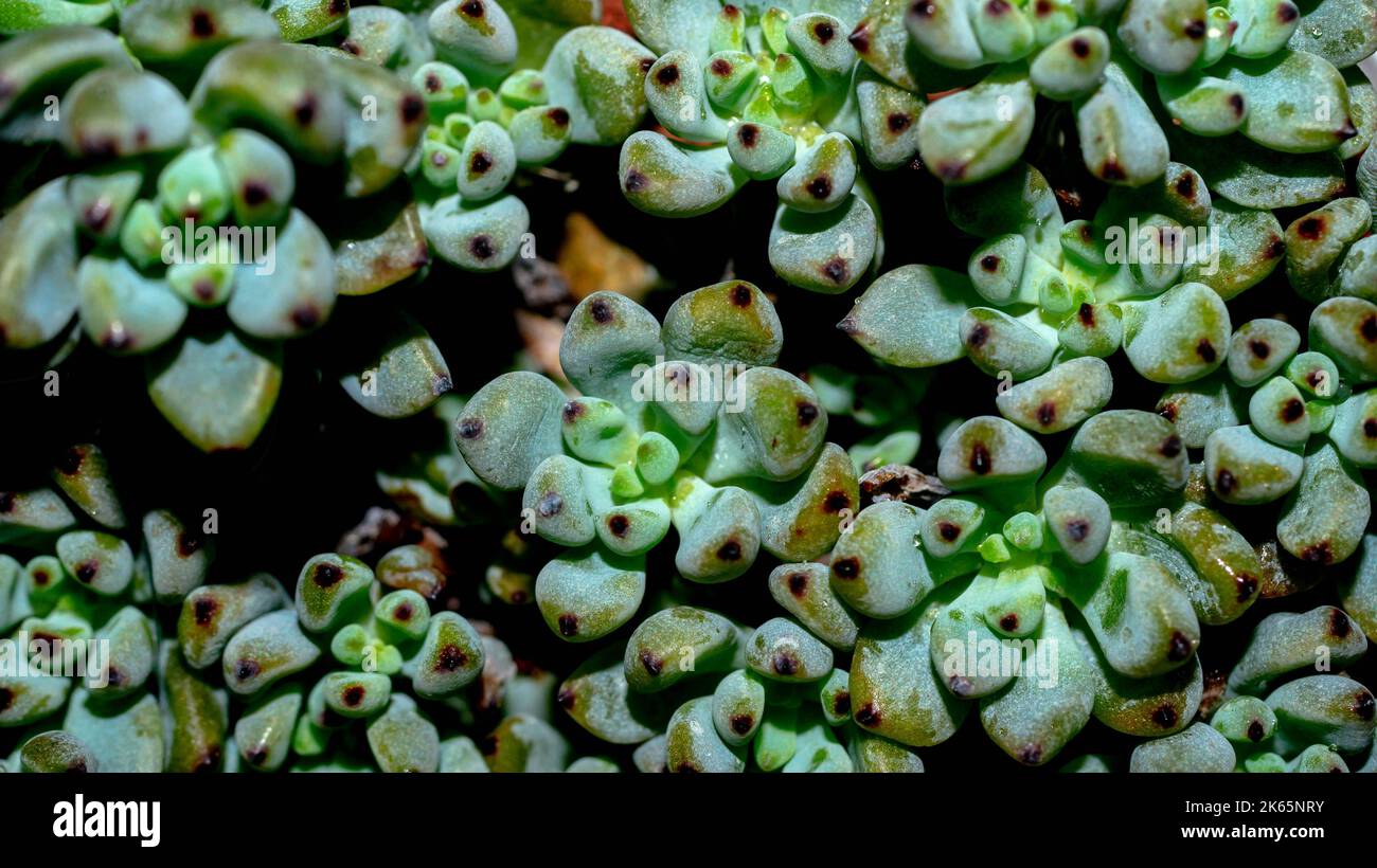 Isolated Graptopetalum pachypillum clump form on black background. Blue ...