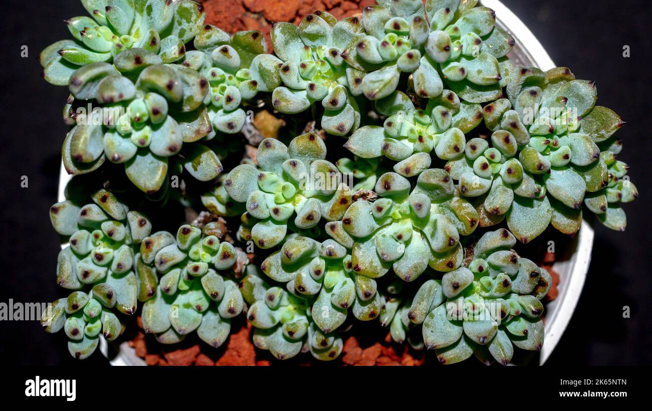 Isolated Graptopetalum pachypillum clump form on black background. Blue ...