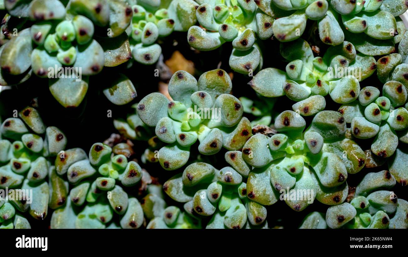 Isolated Graptopetalum pachypillum clump form on black background. Blue ...