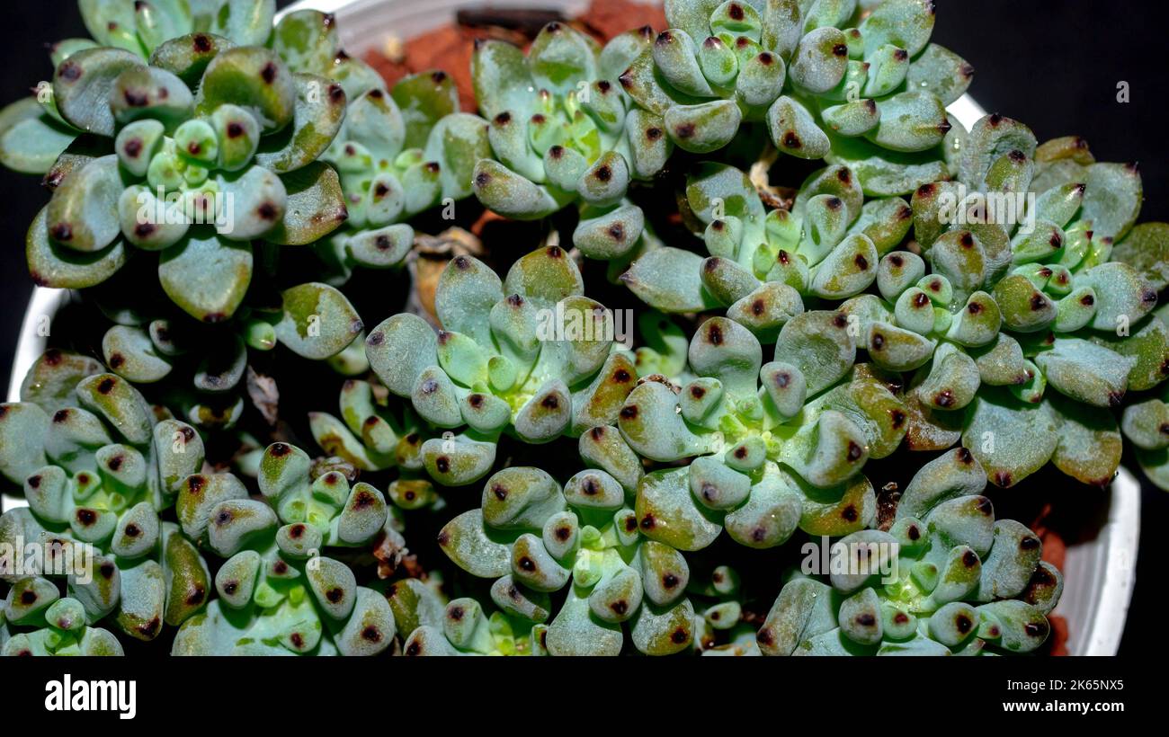 Isolated Graptopetalum pachypillum clump form on black background. Blue ...