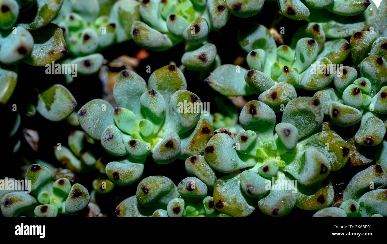 Isolated Graptopetalum pachypillum clump form on black background. Blue ...