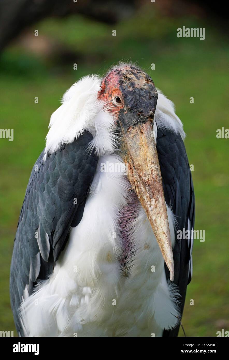 Marabou portrait hi-res stock photography and images - Alamy