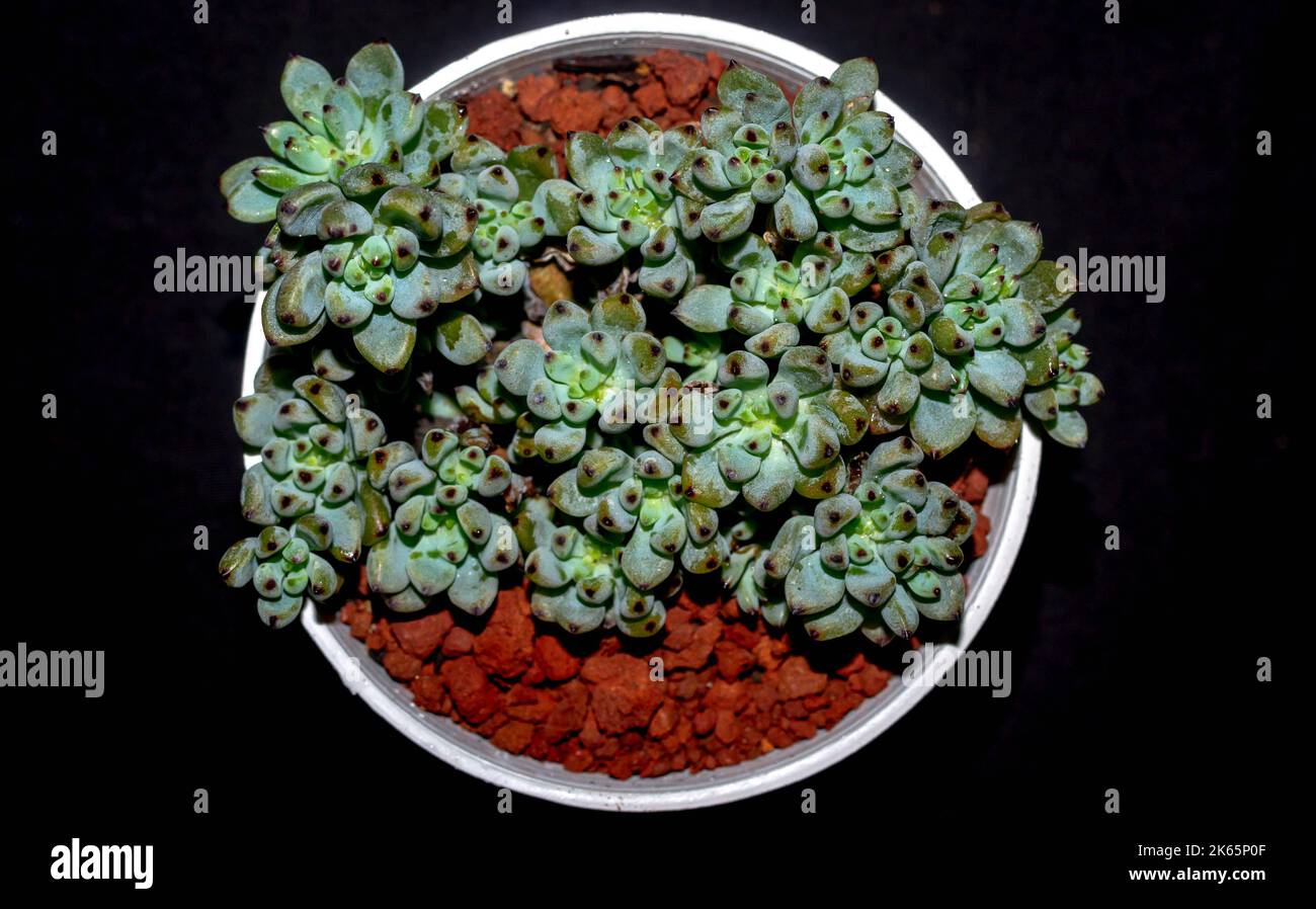 Isolated Graptopetalum pachypillum clump form on black background. Blue ...