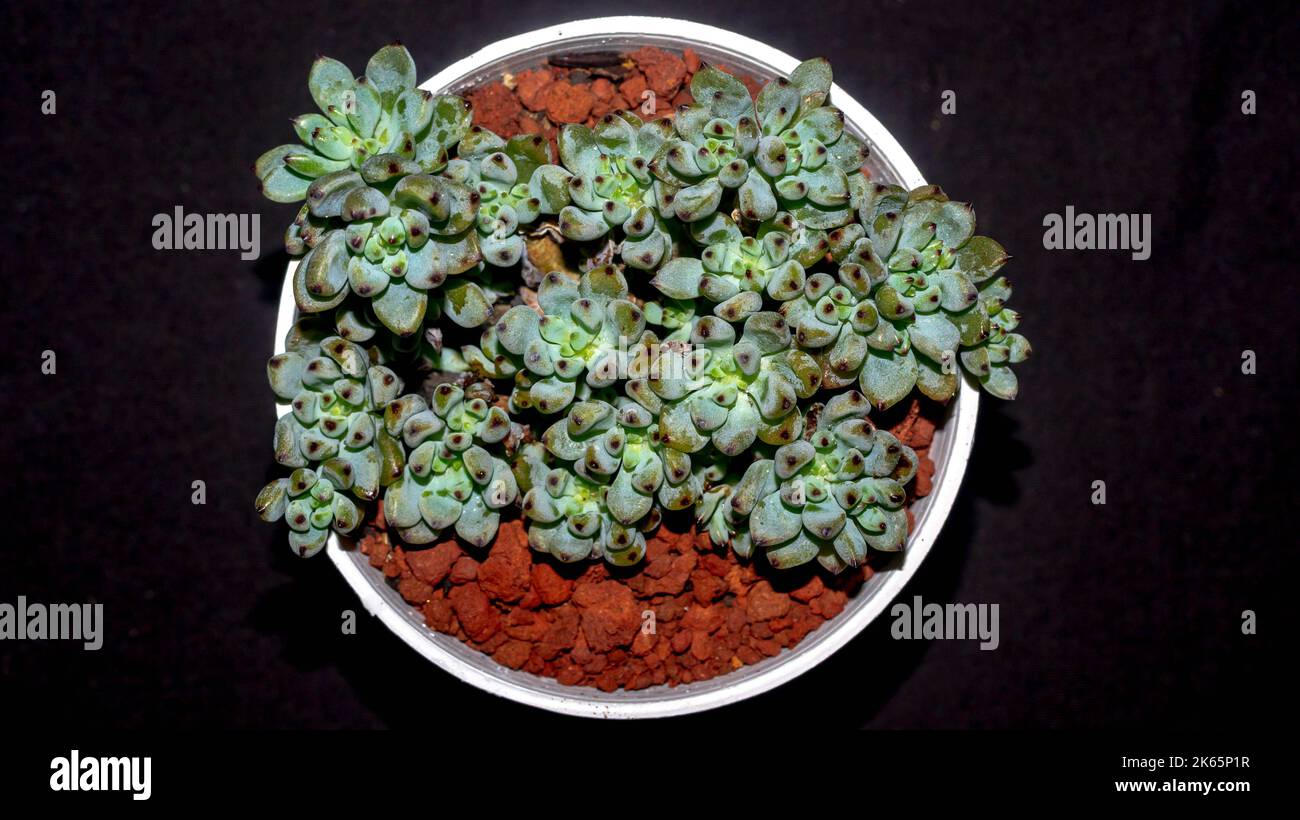 Isolated Graptopetalum pachypillum clump form on black background. Blue ...
