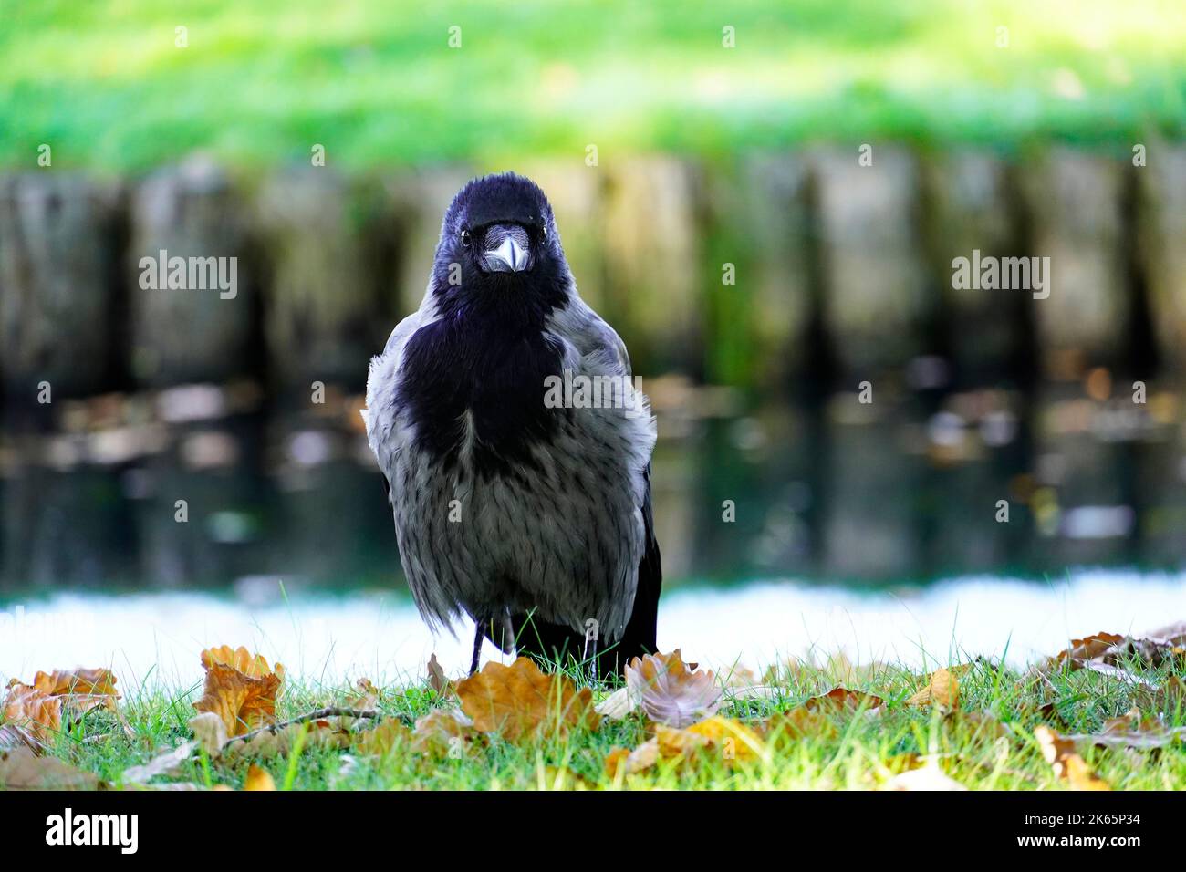 Hooded crow in a park. Corvus cornix Stock Photo - Alamy