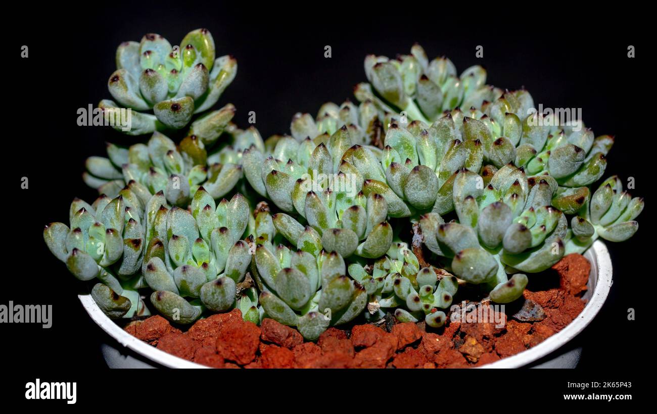 Isolated Graptopetalum pachypillum clump form on black background. Blue ...