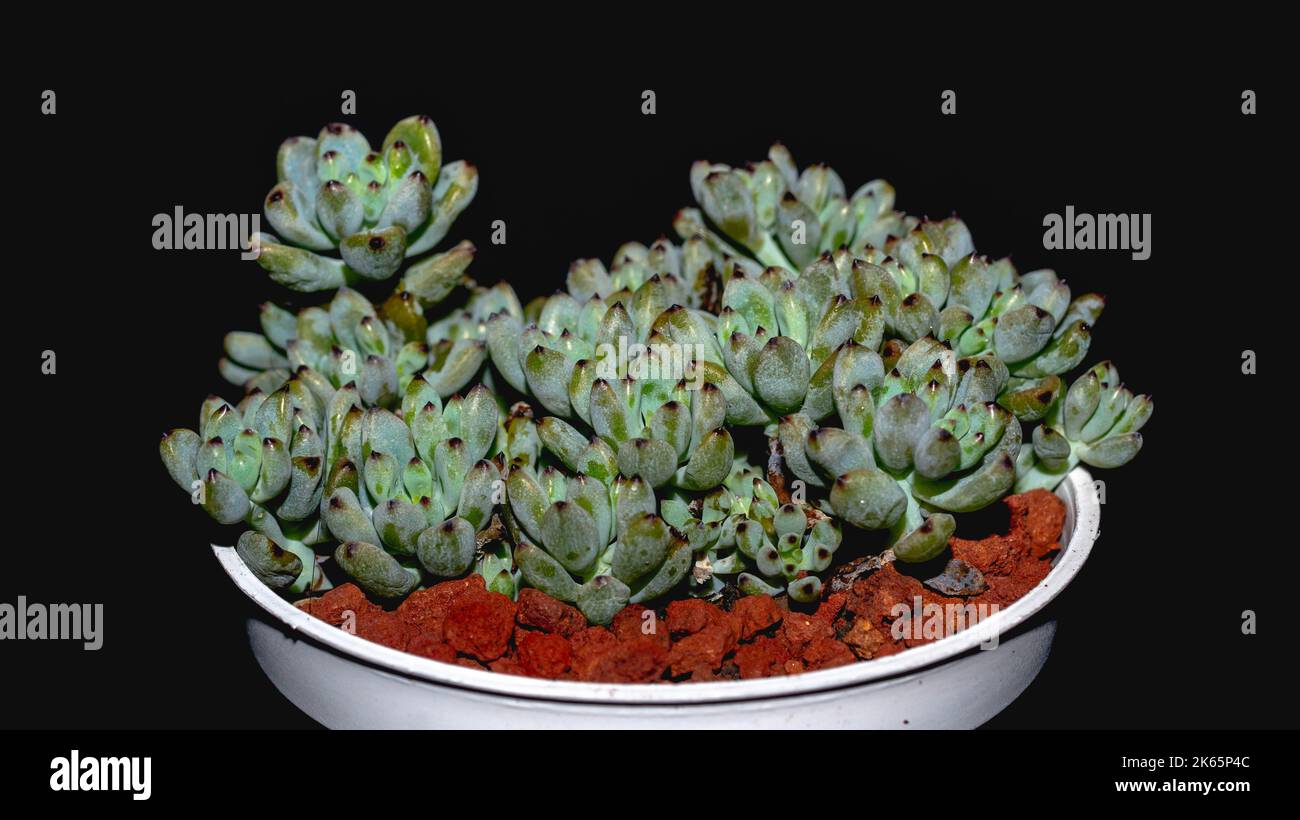 Isolated Graptopetalum pachypillum clump form on black background. Blue ...