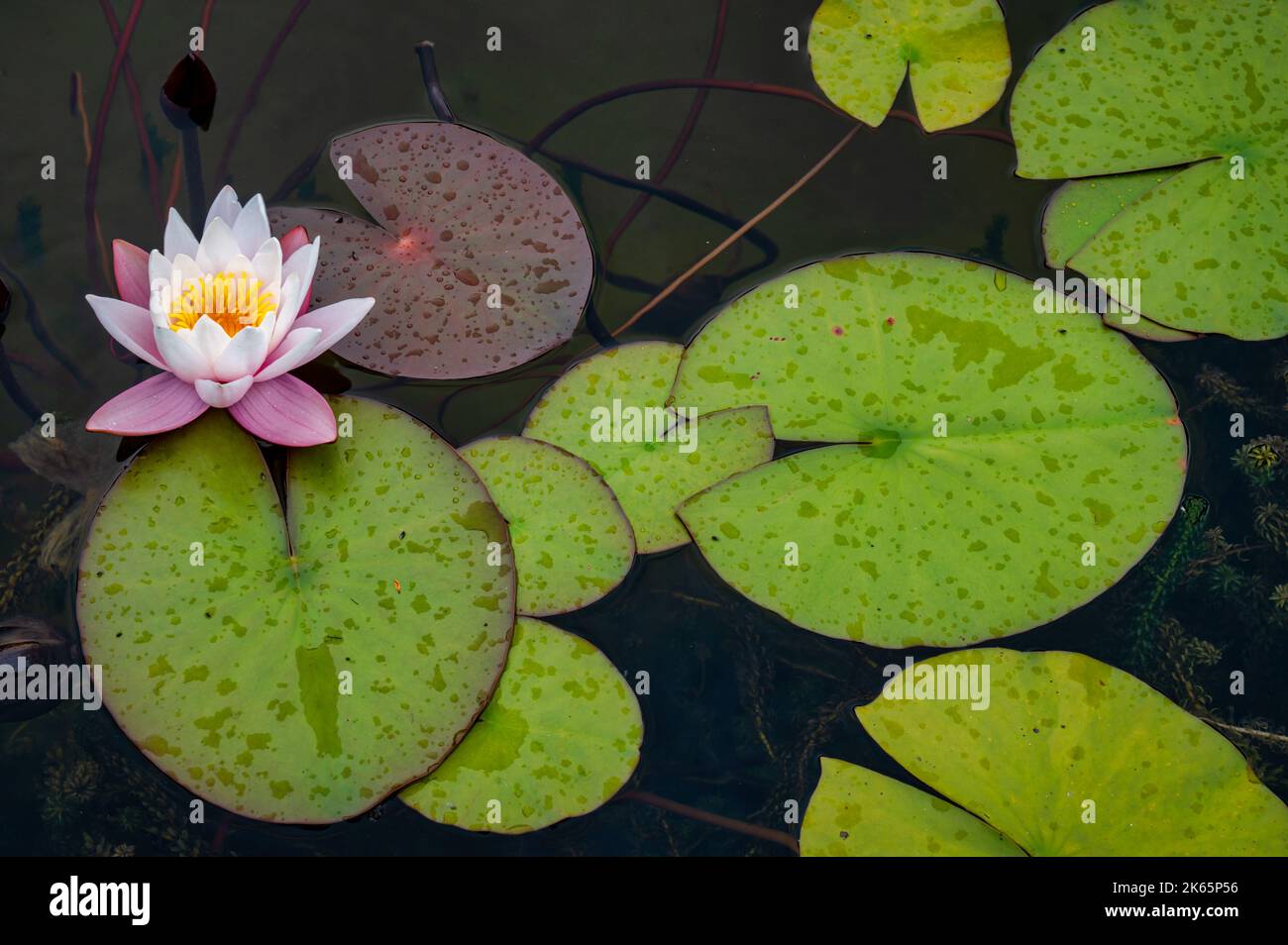 A blomming water lily surrounded by lily pads Stock Photo - Alamy