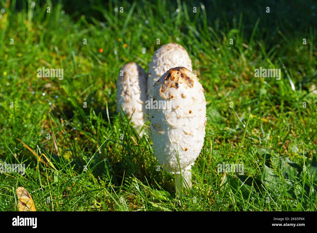 Young shaggy ink cap. Mushroom in close-up. Shaggy mane Stock Photo - Alamy