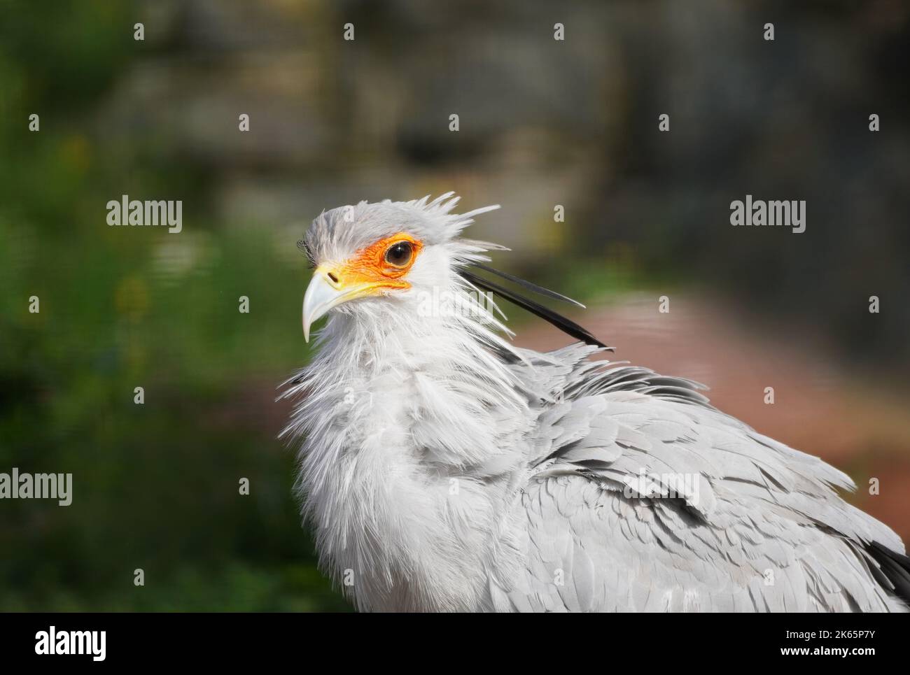 Portrait of a secretary bird. Sagittarius serpentarius. Bird of prey ...