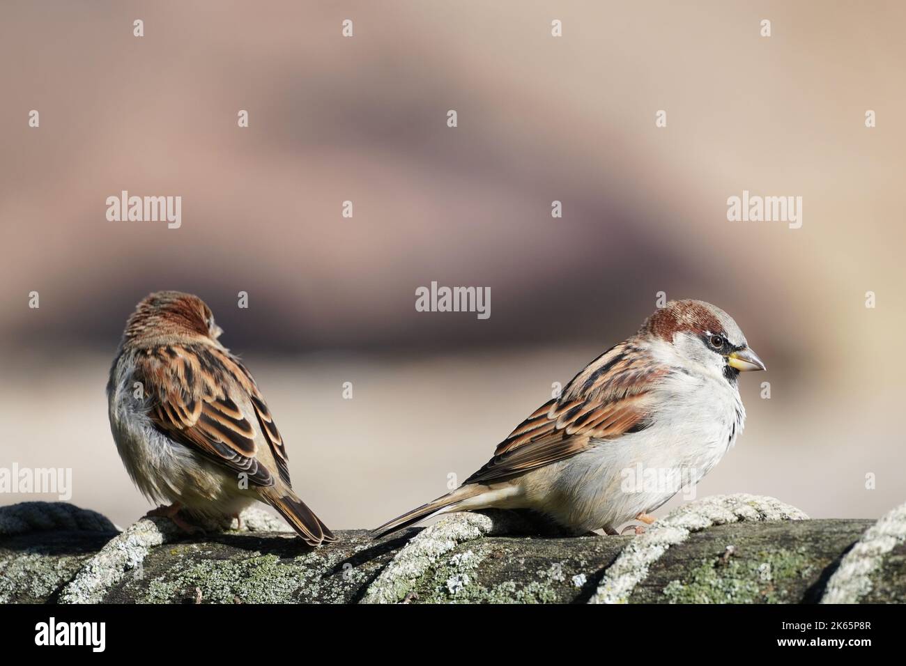 Sparrow close-up. Passeridae. Songbird Stock Photo - Alamy