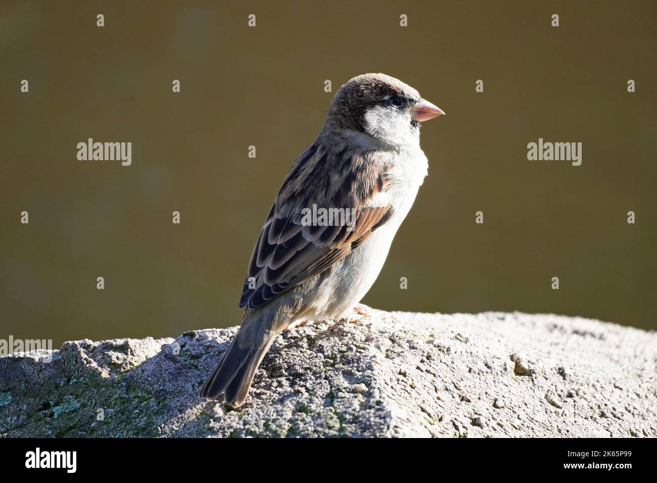 Sparrow close-up. Passeridae. Songbird Stock Photo - Alamy