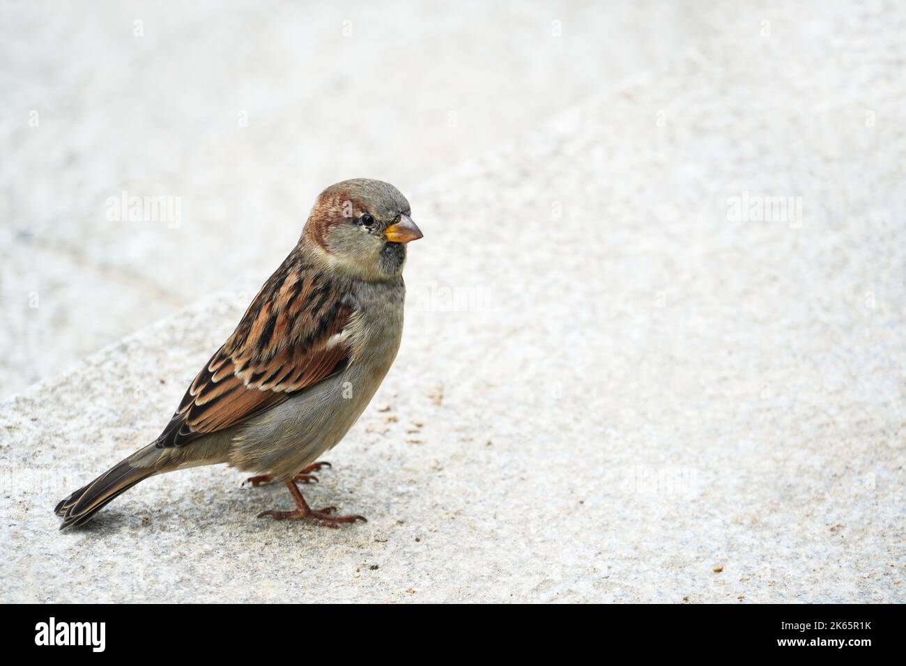 Sparrow close-up. Passeridae. Songbird Stock Photo - Alamy
