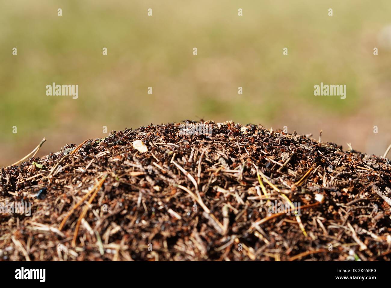 Construction of wood ants in close-up. Forest ant Stock Photo - Alamy