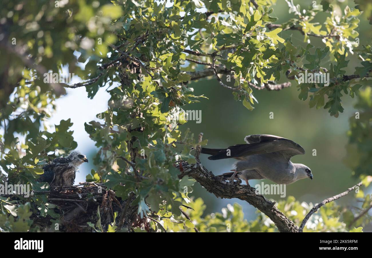 Hunting for more Food Stock Photo - Alamy