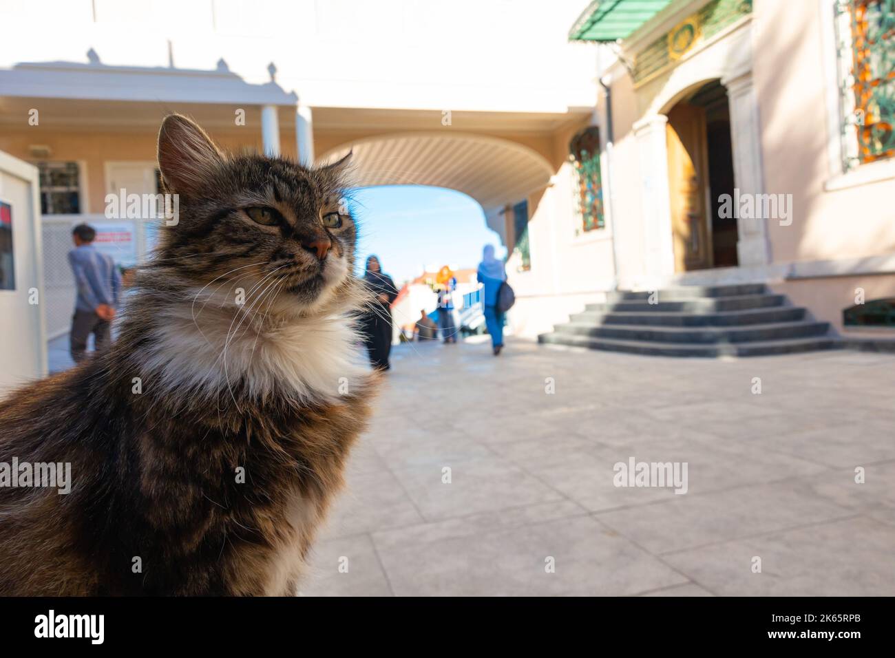 Stray cat in the garden of a mosque in Istanbul. Aziz Mahmud Hudayi ...