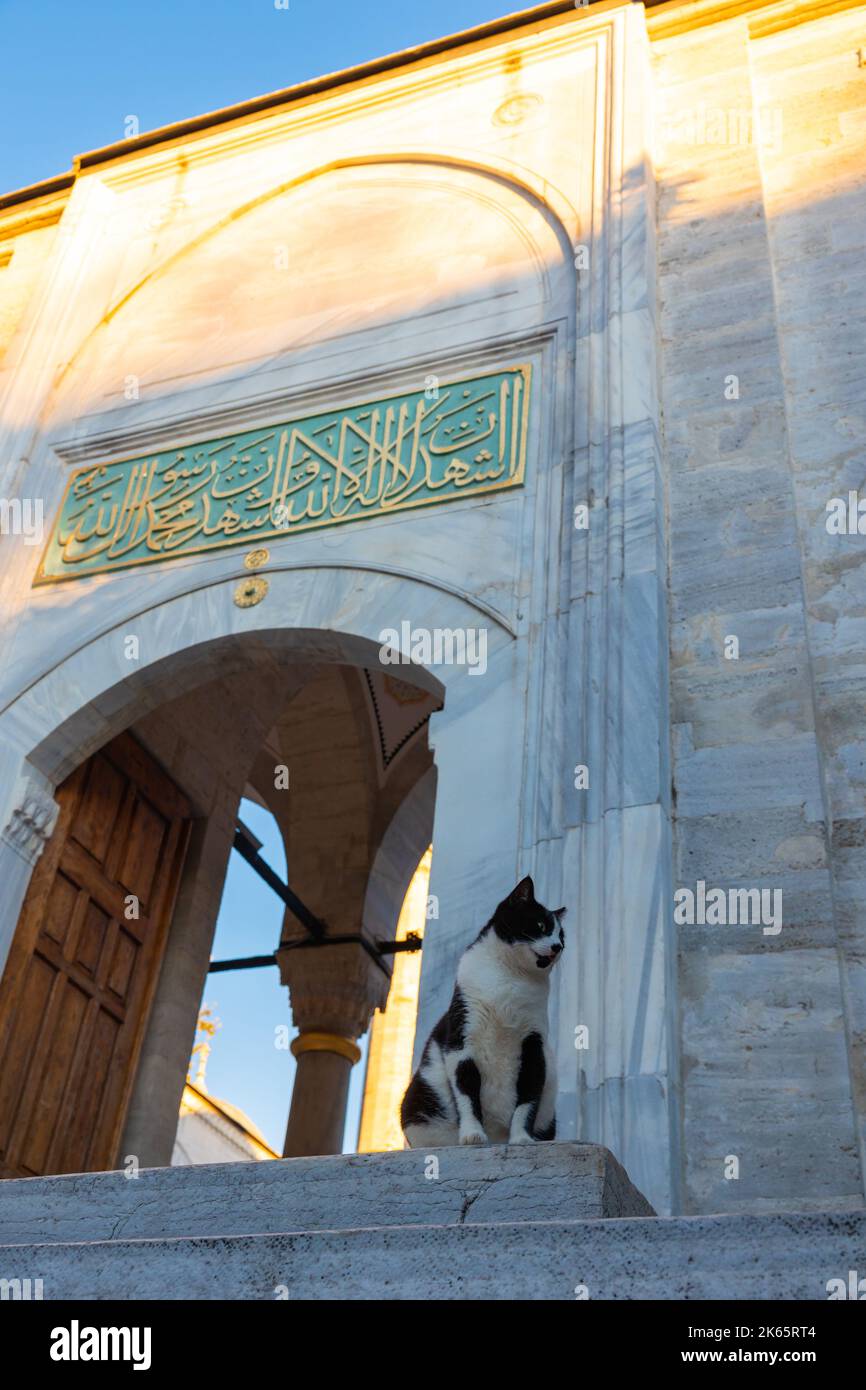 A stray cat sitting on the stairs of a mosque in Istanbul. Turkish ...