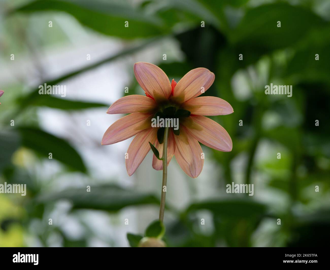 Backlit pink petals hi-res stock photography and images - Alamy