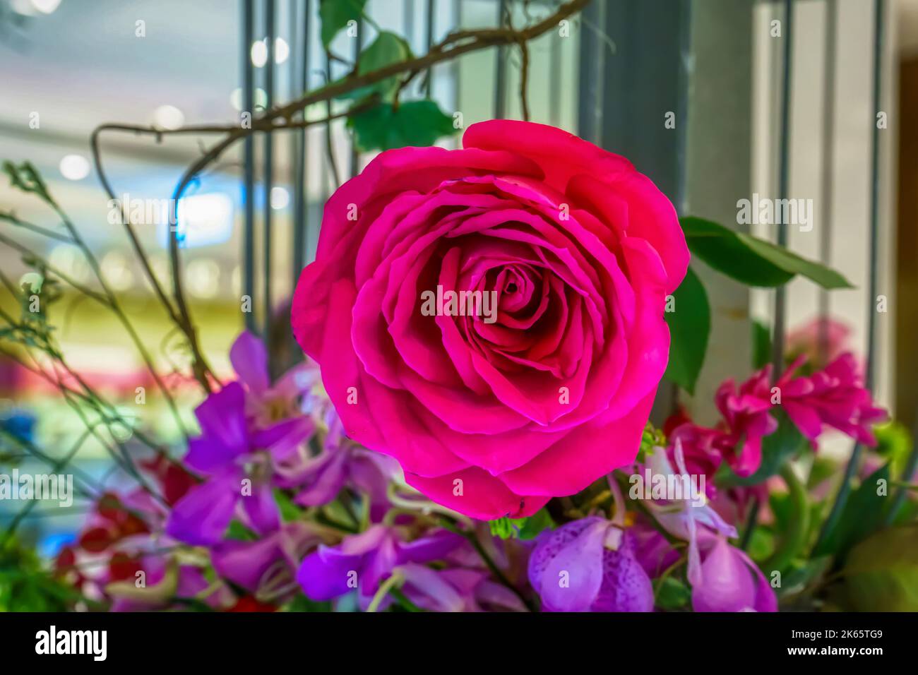 Rose in many colors and beautiful in garden Stock Photo - Alamy
