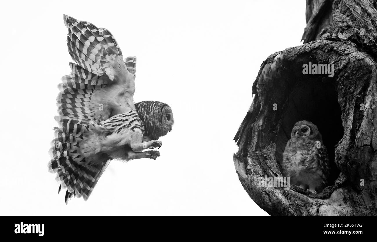 Land ready Black and White Stock Photos & Images - Alamy