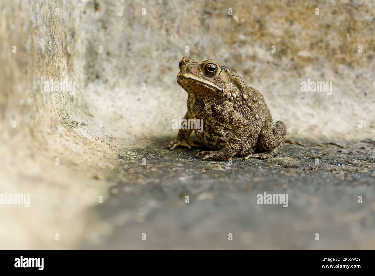 Toad posing on grass hi-res stock photography and images - Alamy
