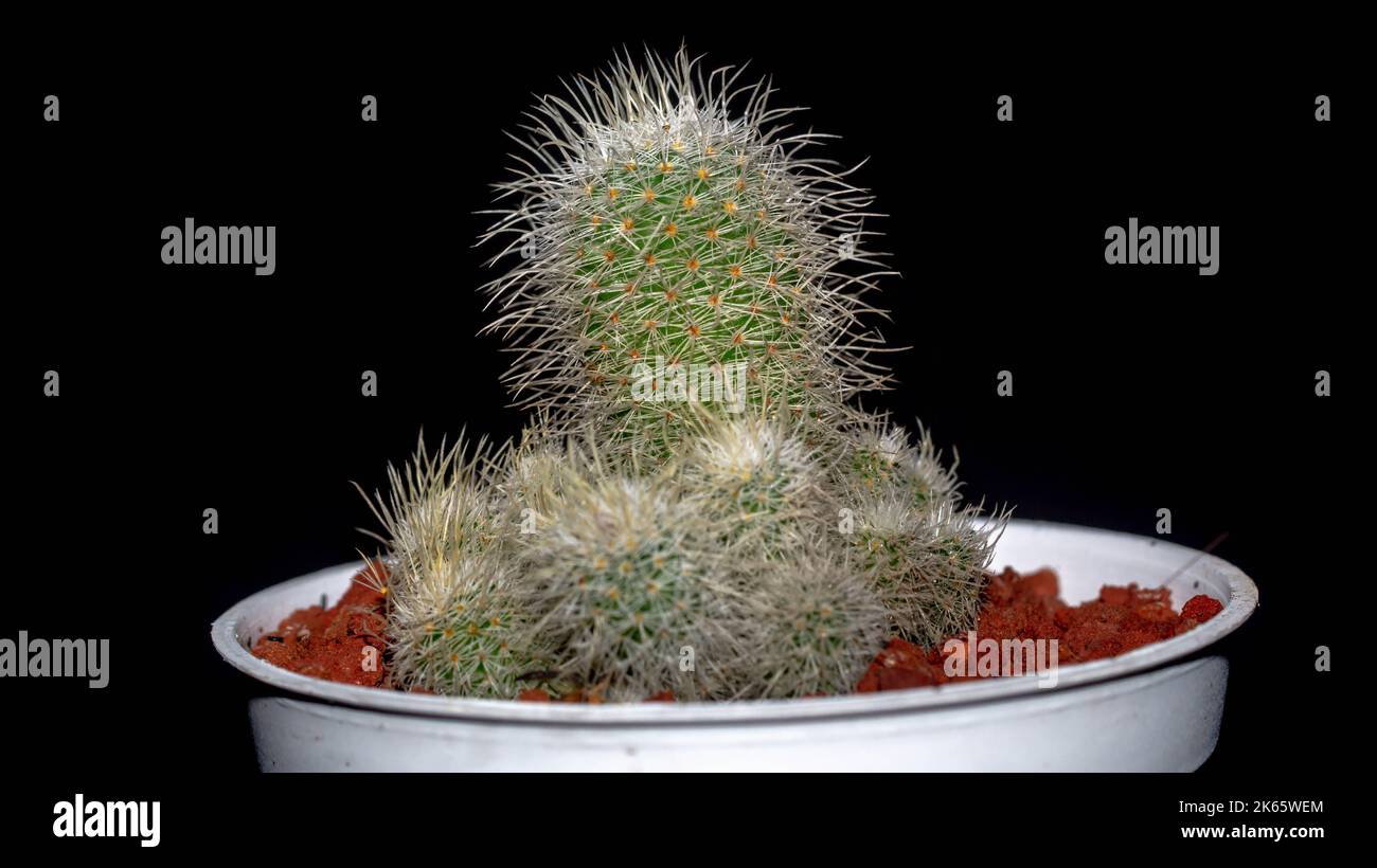 Isolated Mammilaria cactus on black background. Potted Mammilaria ...