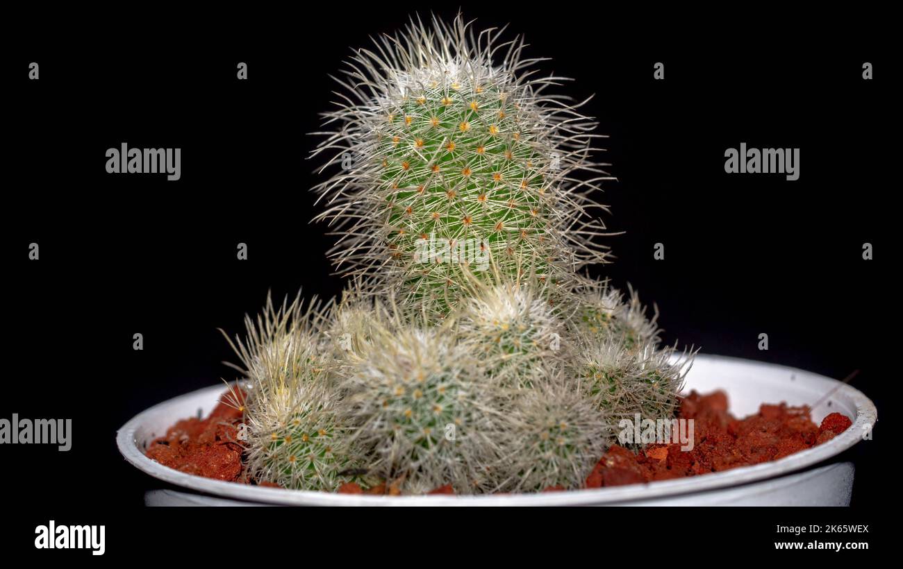 Isolated Mammilaria cactus on black background. Potted Mammilaria ...