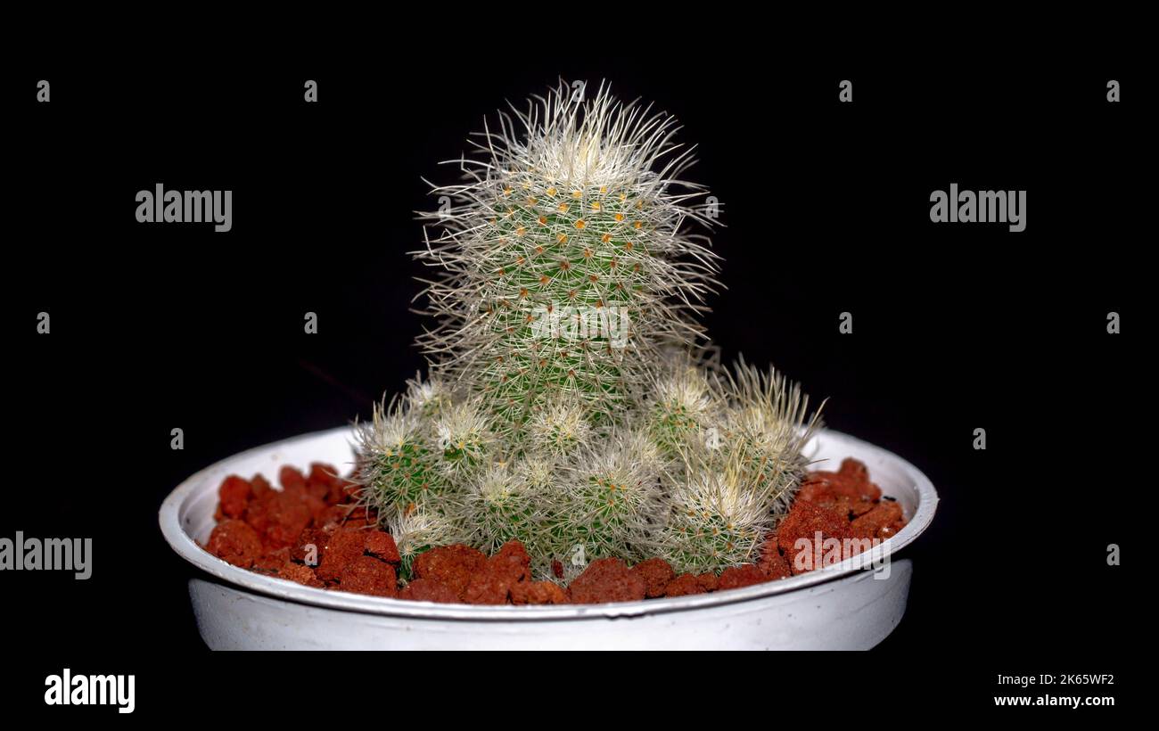 Isolated Mammilaria cactus on black background. Potted Mammilaria ...