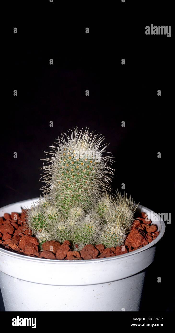 Isolated Mammilaria cactus on black background. Potted Mammilaria ...