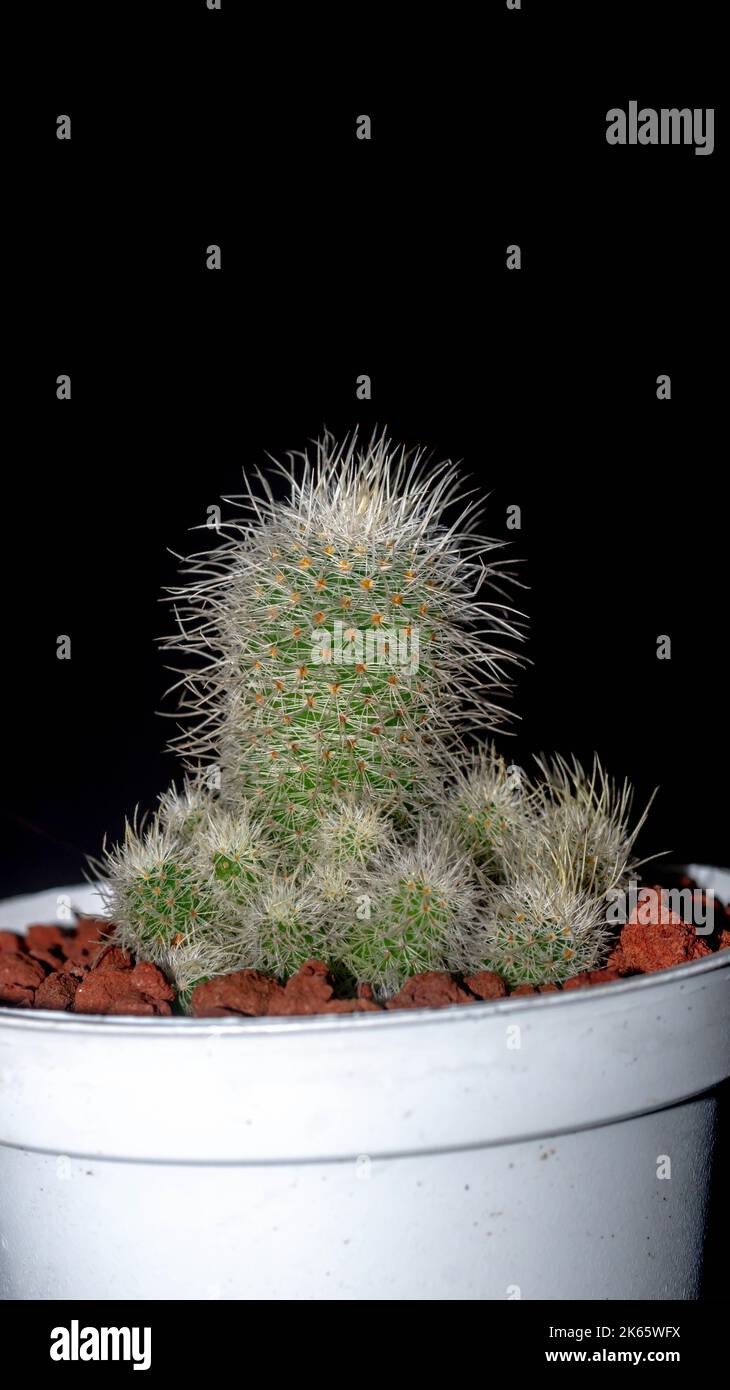 Isolated Mammilaria cactus on black background. Potted Mammilaria ...