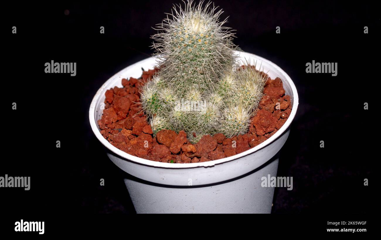 Isolated Mammilaria cactus on black background. Potted Mammilaria ...