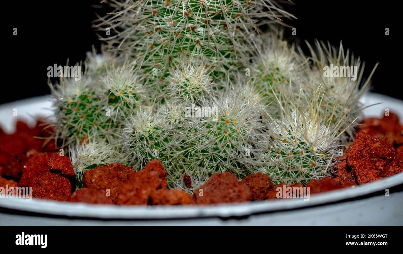 Isolated Mammilaria cactus on black background. Potted Mammilaria ...
