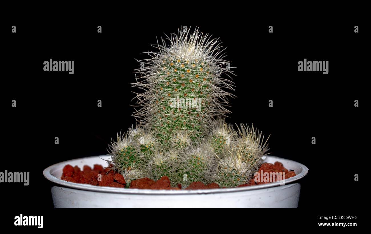 Isolated Mammilaria cactus on black background. Potted Mammilaria ...