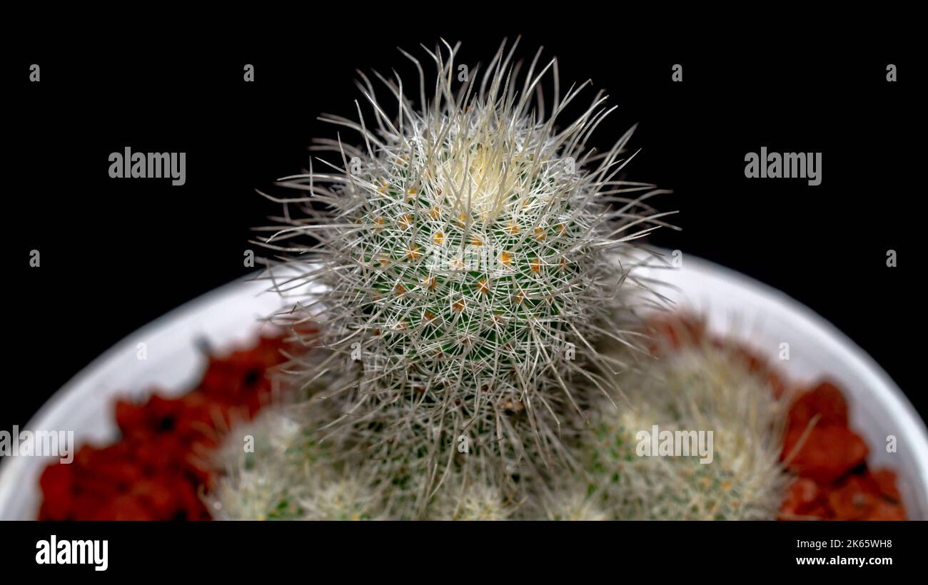 Isolated Mammilaria cactus on black background. Potted Mammilaria ...