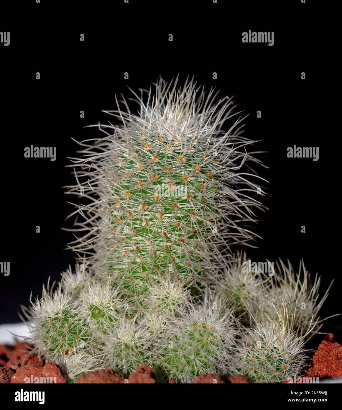 Isolated Mammilaria cactus on black background. Potted Mammilaria ...