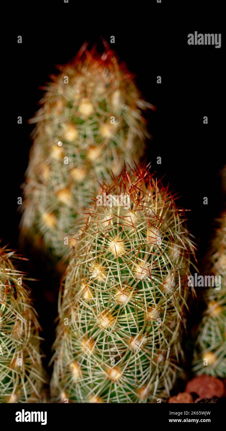Isolated Mammilaria elongata cactus on black background. Potted Lady ...