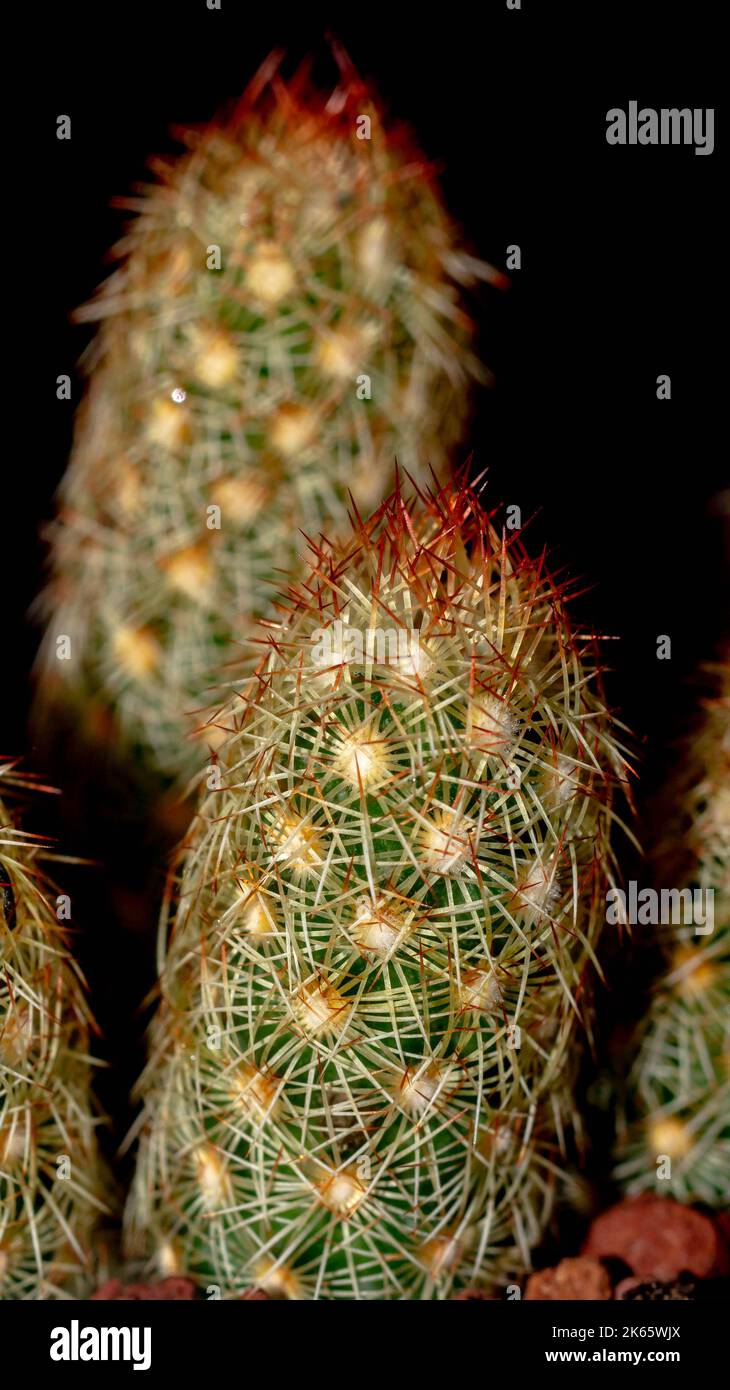 Isolated Mammilaria elongata cactus on black background. Potted Lady ...