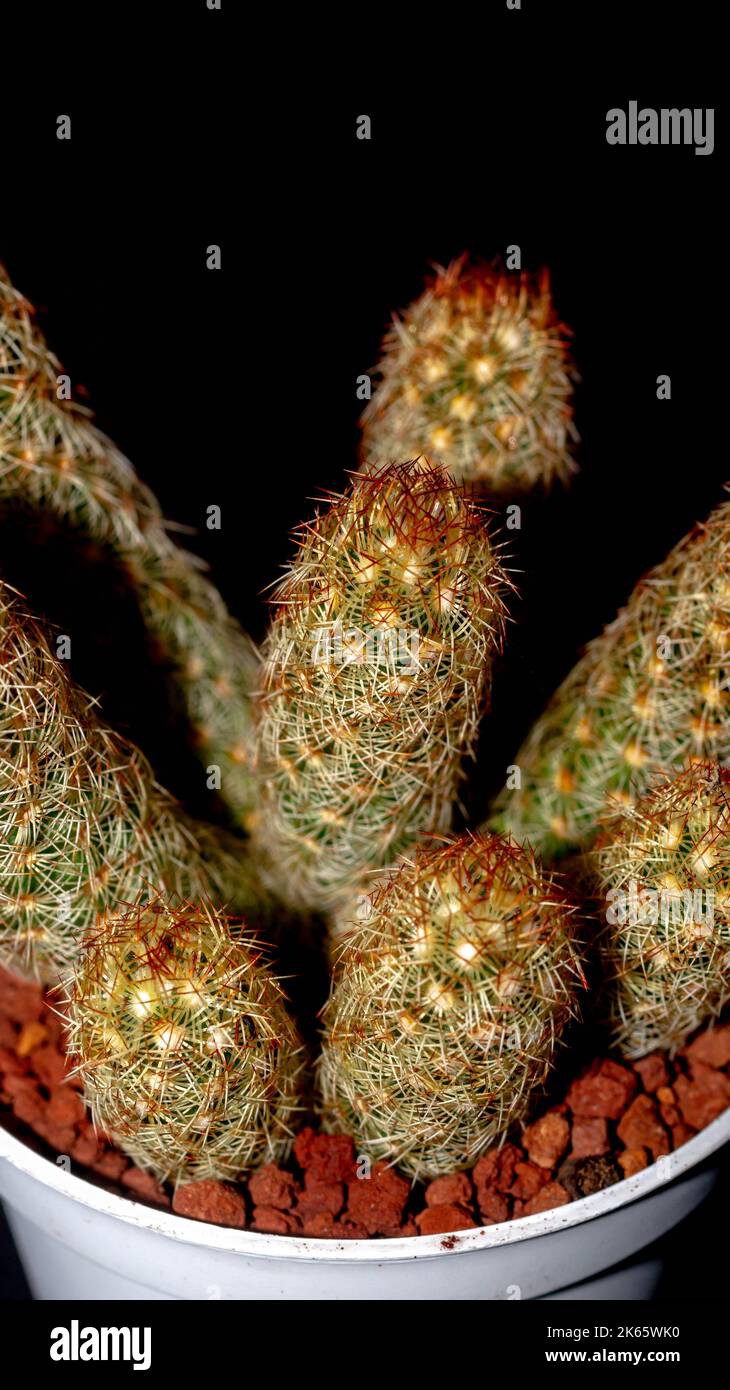 Isolated Mammilaria elongata cactus on black background. Potted Lady ...