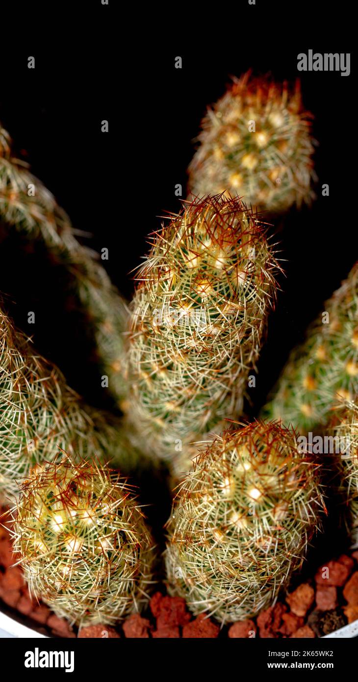Isolated Mammilaria elongata cactus on black background. Potted Lady ...