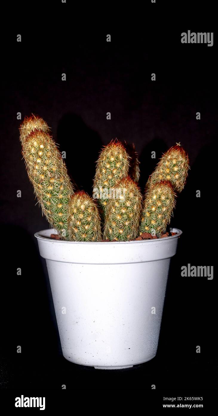 Isolated Mammilaria elongata cactus on black background. Potted Lady ...