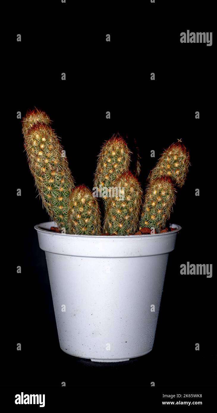Isolated Mammilaria elongata cactus on black background. Potted Lady ...
