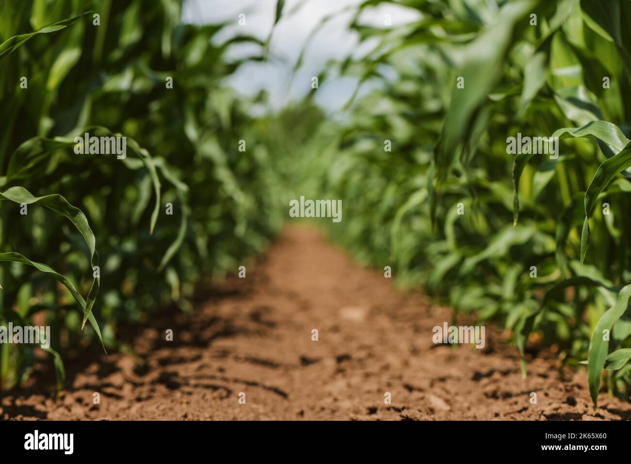 Young green corn crop seedling plants in cultivated perfectly clean ...