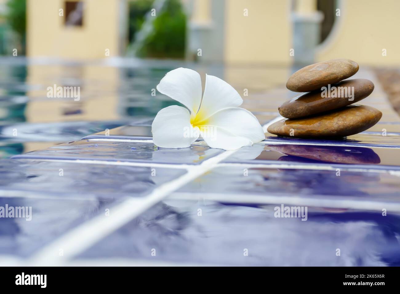 Plumeria flowers on a tile floor lay beside the pool Stock Photo - Alamy