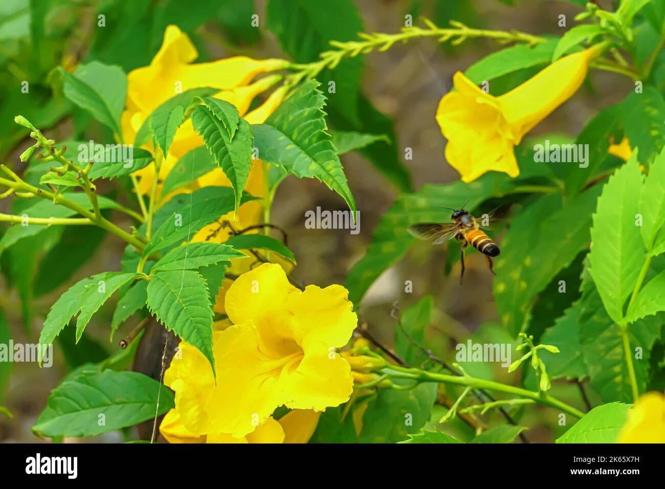 Bee eating pollen from cascabela thevetia on a nature background Stock ...