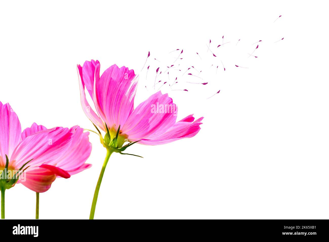 Pollen of flowers are blown by the wind on a nature background Stock ...
