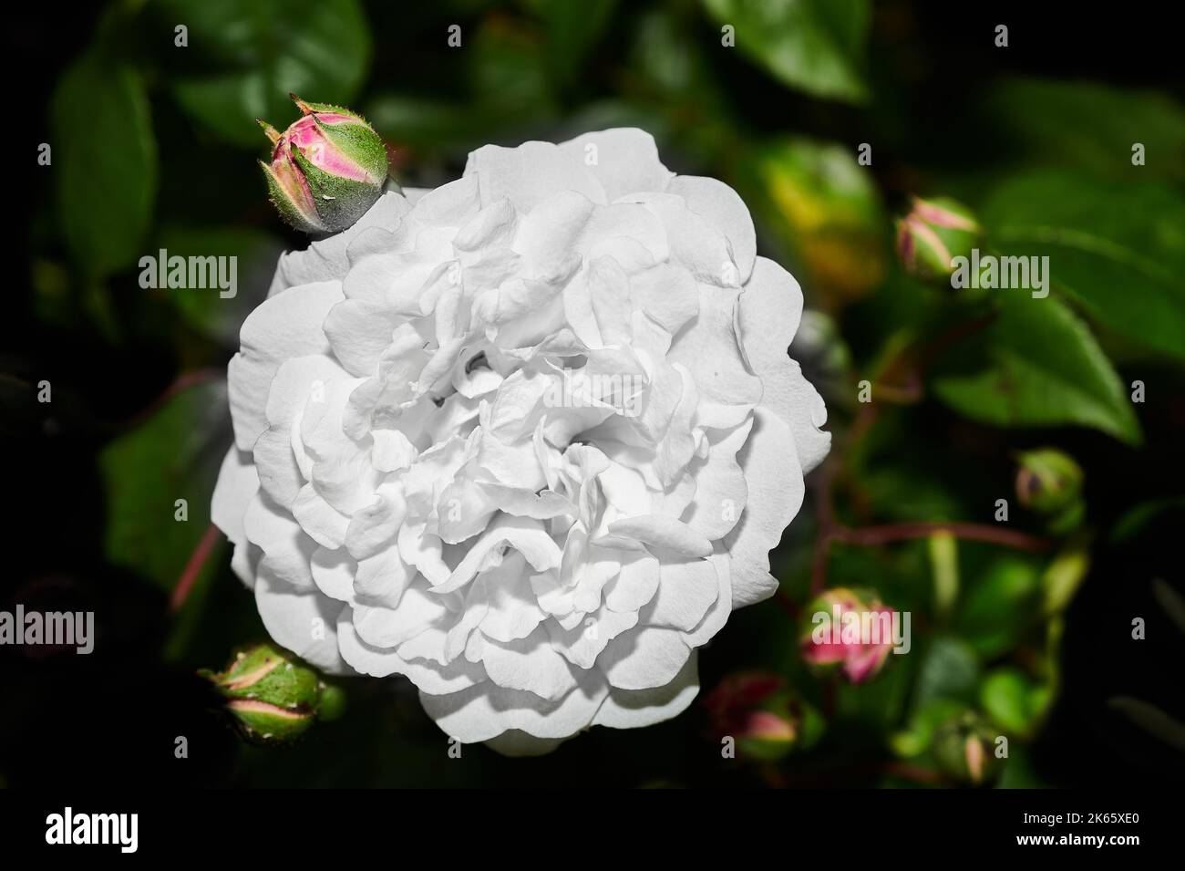 Pure white rose bloom Stock Photo - Alamy